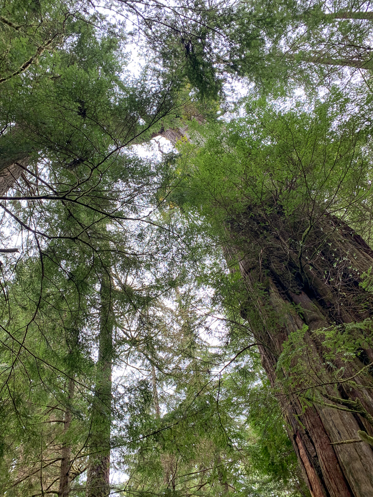 Travel: Ancient Cedars Hike — 3ten — a lifestyle blog