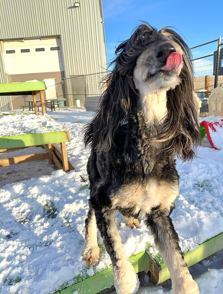 Photos: Woof Wednesday 8.0 — 3ten — a lifestyle blog