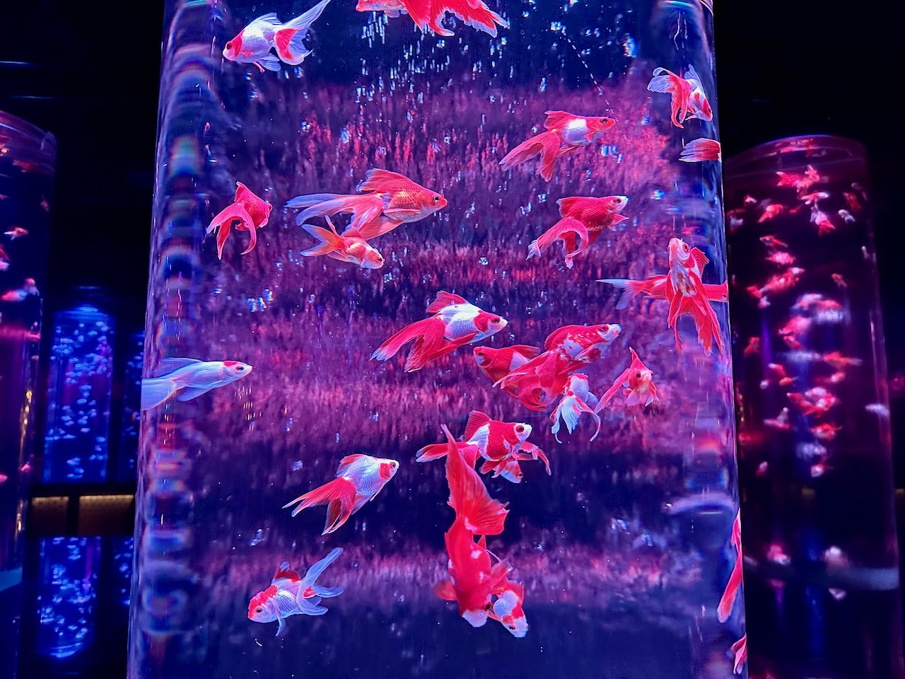 Travel: Art Aquarium Museum — 3ten — a lifestyle blog